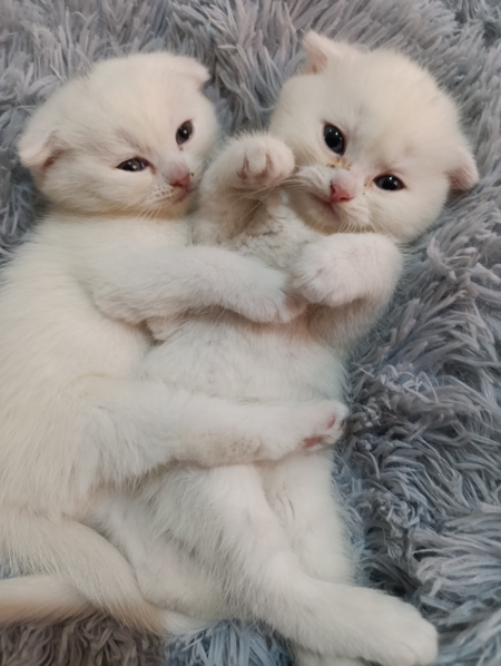 Шадланиский фолдчалар
