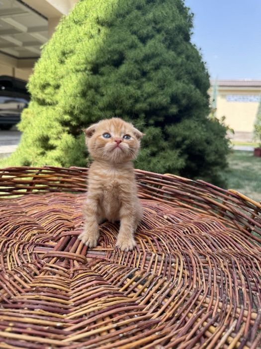 Продаются котята, скотиш фолд