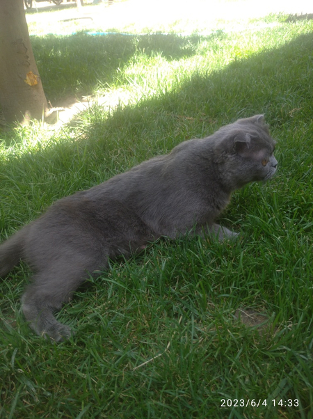 Британская кошка