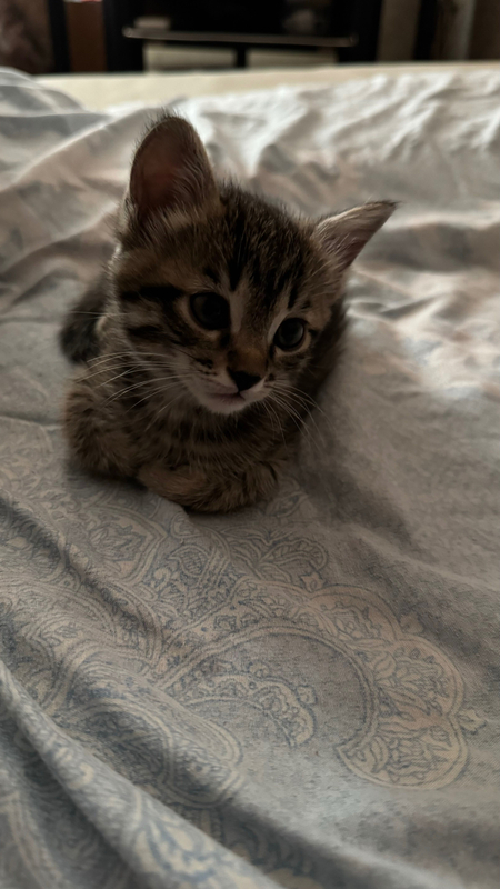 Котята лоток знают, бесплатно