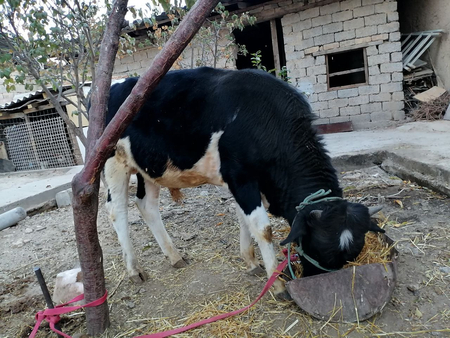 Buqa sotiladi 1.5 yosh