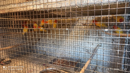 Продаем раскошнвх неразлучников. Пара 500 тысяч.