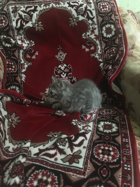 Продается кот Шиншела