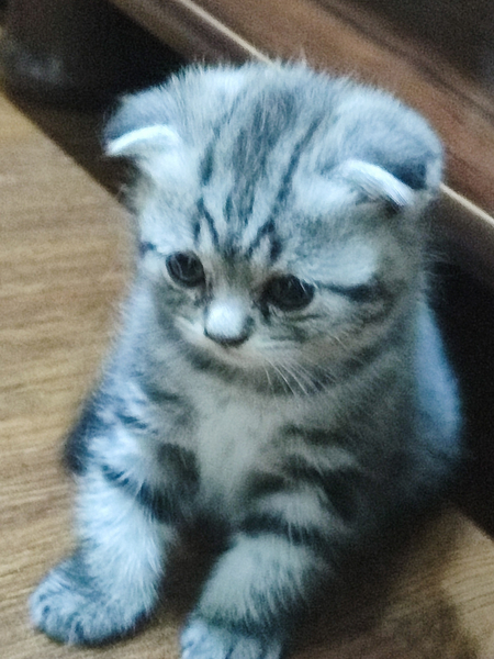Продаётся котёнок фолд.
