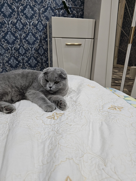 Вязка скотиш фолд
