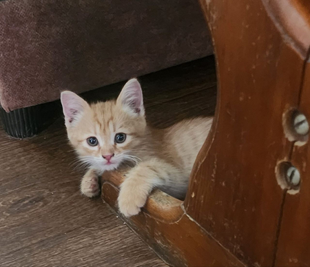 котята ищут новый дом