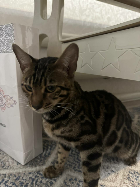 Продается кошка бенгальский