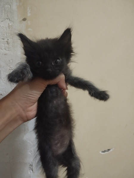 Отдам бесплатно Tekinga berib yuboramiz