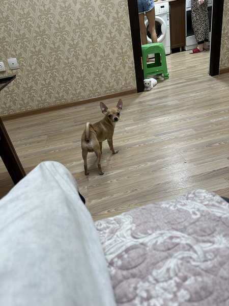 Мальчик Чихуа хуа ищет вязку