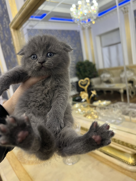 Тедди Элитте фолдики Чистокровные