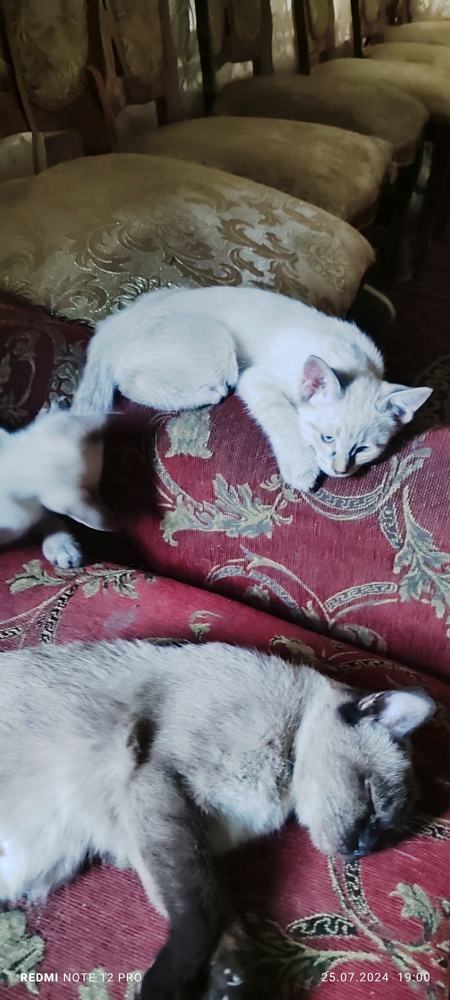 Сиамские Котята мама привезён из Дубая
