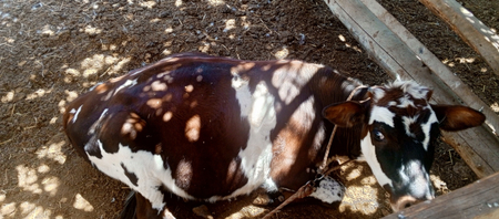 Gʻunojinlar sotiladi soʻysa ham boʻladi