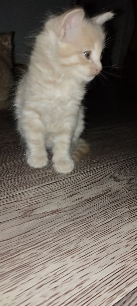 Котята в хорошие добрые руки