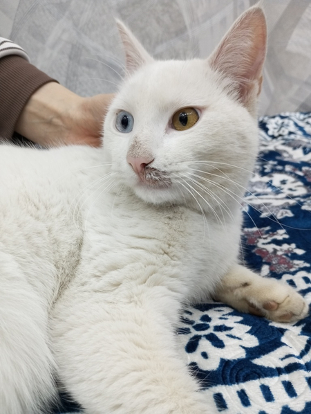 Turk angorkasi mushuk)