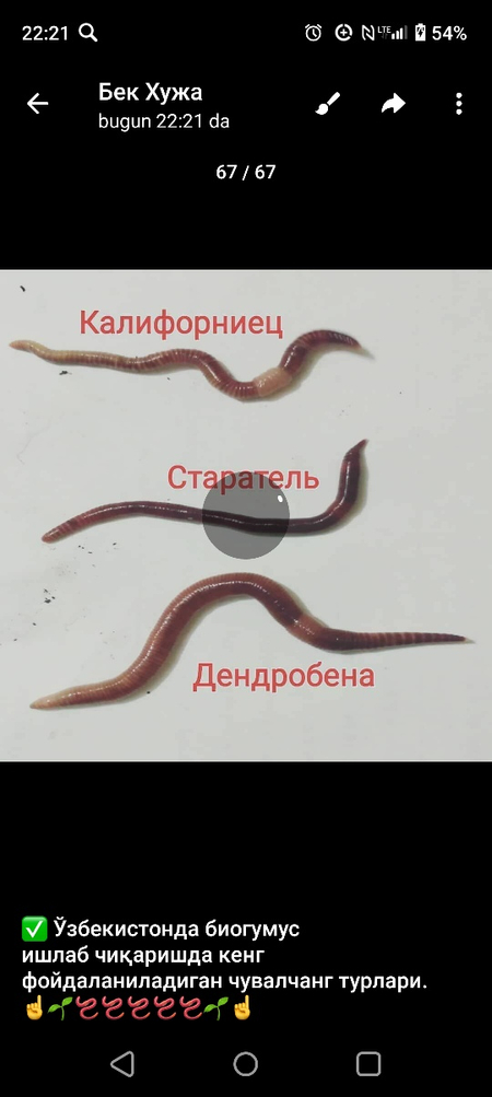 Калифорния чувалчанги Калифорнийский червы