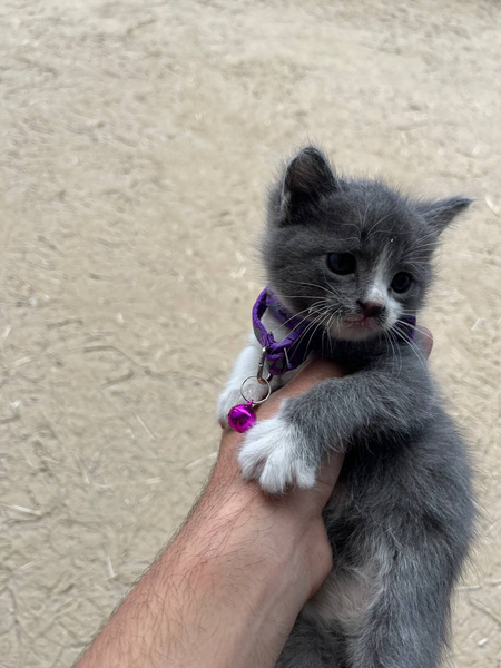 Британский котики