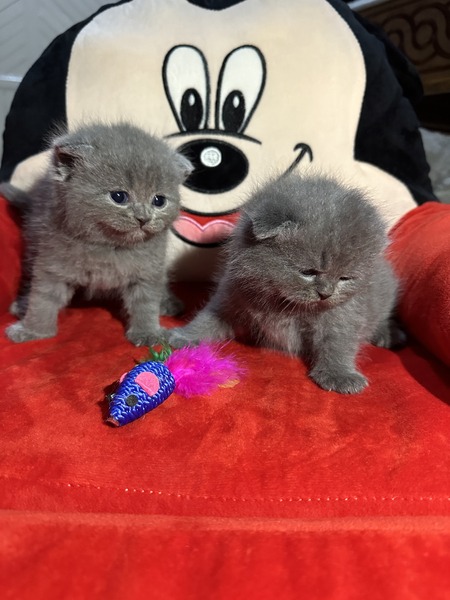 Котёнок, зотдор мушукчалар
