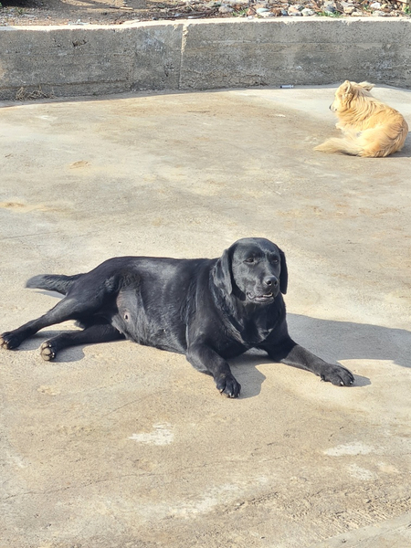 labrador  it sotiladi