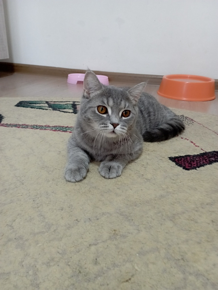 Британский эркак мушук