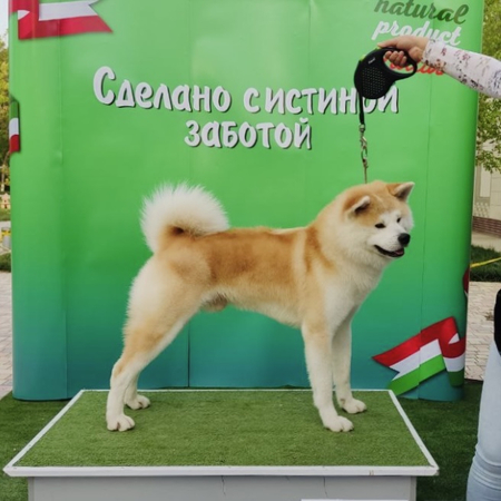 Продаётся Щенок Акита ину чистокровная!