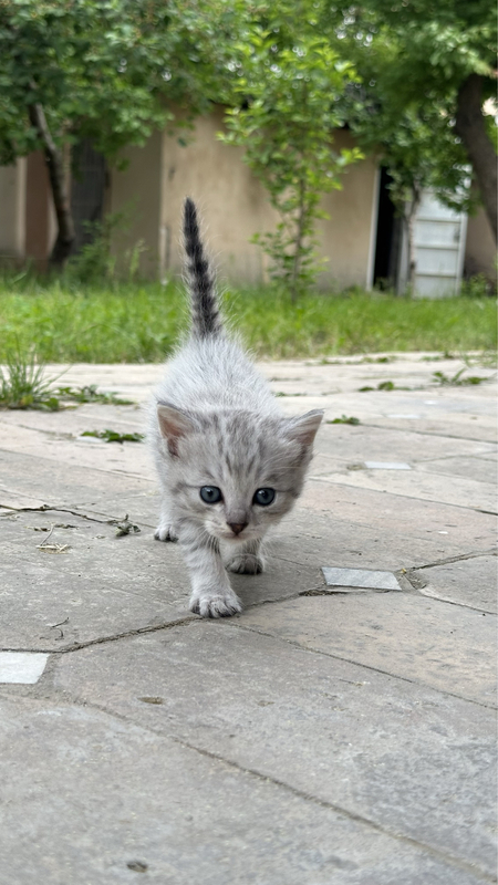Котенок серебристый мальчик