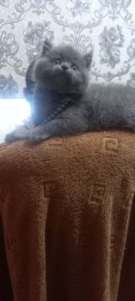 Срочно продаётся котята
