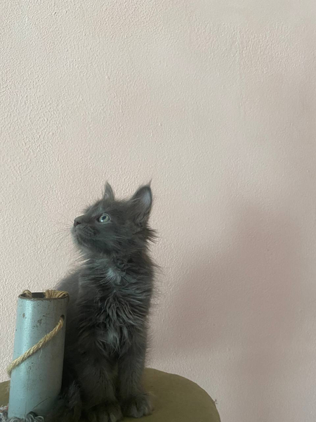 Котята Мейн Кун 2 месяца