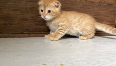 Скоттиш фолд 2,5 месяца