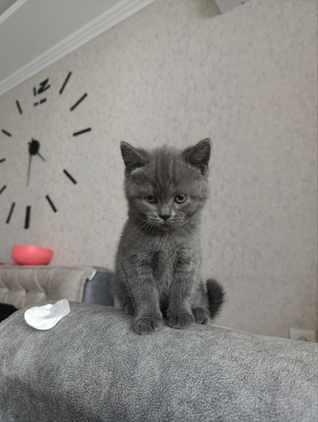 Продаю котят,скоттиш страйт.