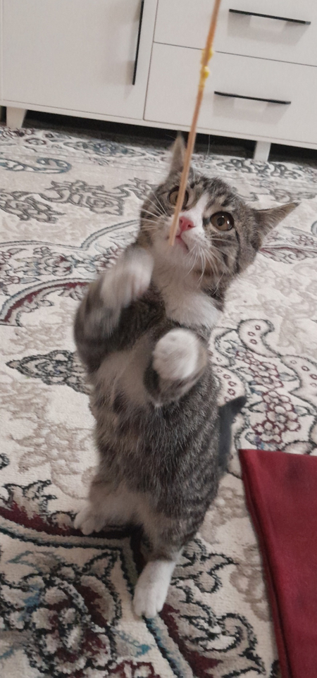Котёнок 2,5 месяца