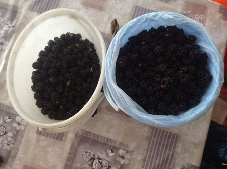 Продам свежесорванную ежевику