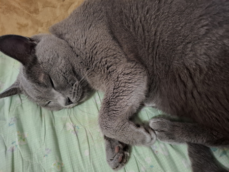 Кошка породистая