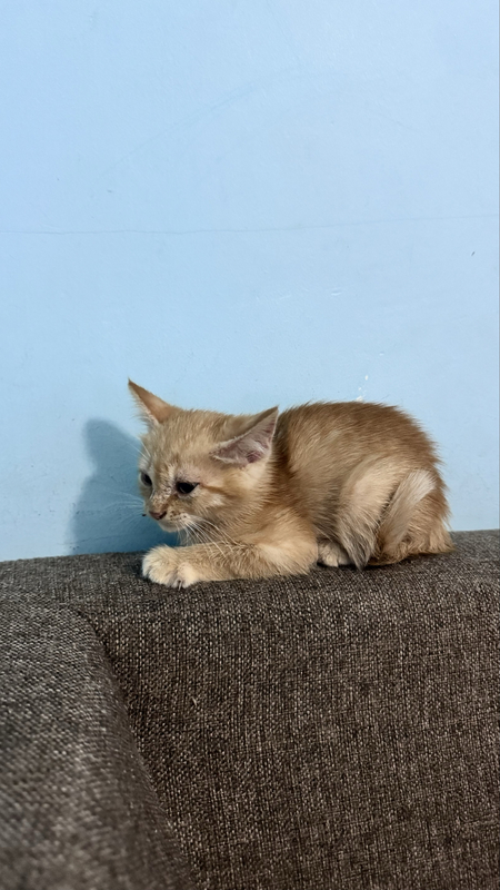 Домашние котятки отдаю даром