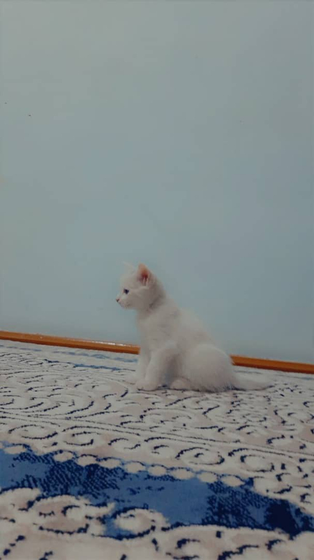 Турецкая ангорка котенок