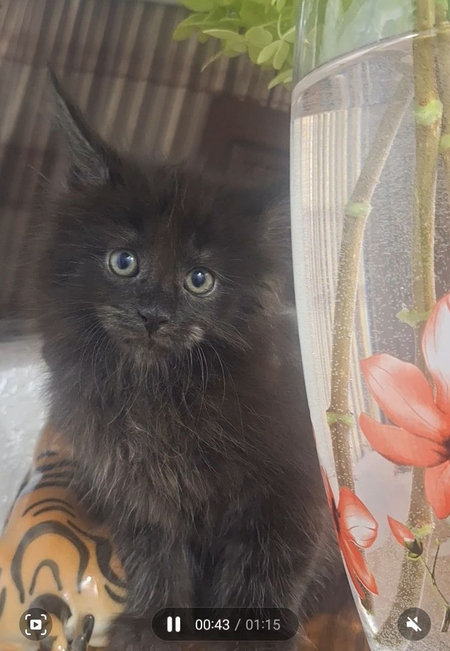Продаются котята породы мейн-кун