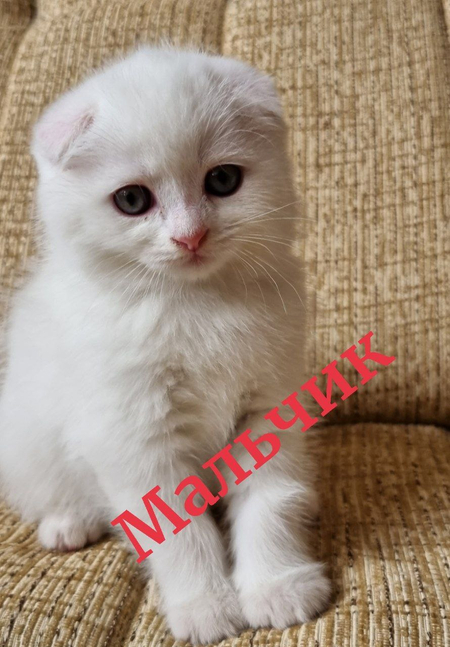Продаётся котята Скотиш фолд и Скотиш Страйт