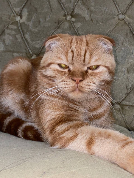 Шотландский вислоухий кот