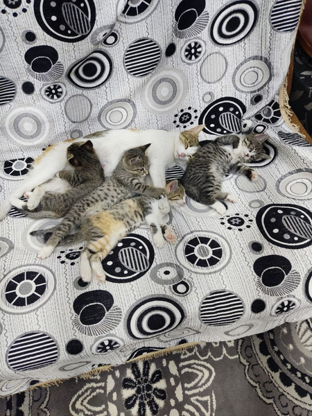Отдам в добрые руки котят