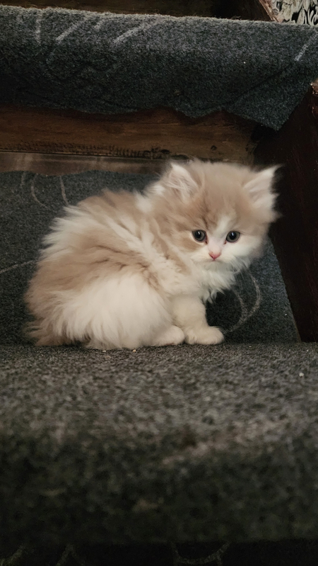 СКОТТИШ Страйт Хайланд