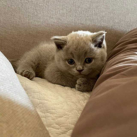 Кот на вязку ждет привитых невест