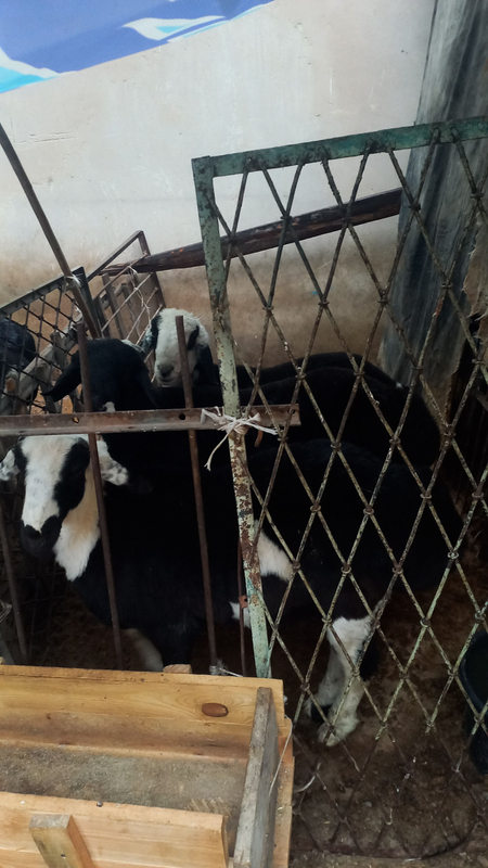 Zotli Kotta qoyla 9 ta bor optim sotilad kelishamiz