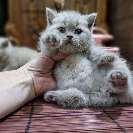 Продаются чистокровные Британцы