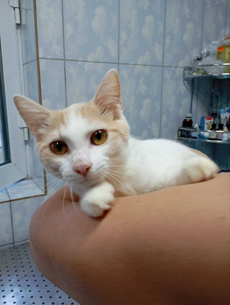 Отдается котенок в добрые руки