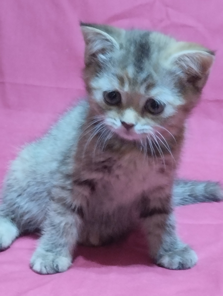 Продам шотландских котят