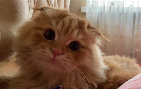 Вязка Кот Хайленд фолд вислоухий