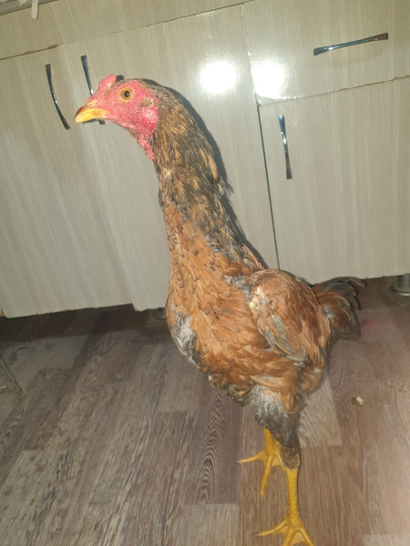 Продаются петухи куланги здоровые родились в этом году конца апреля