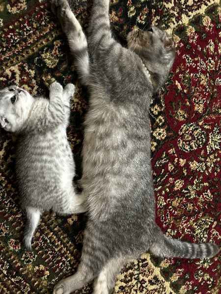 Скотиш Фолд и Страйт серебристая шиншилла