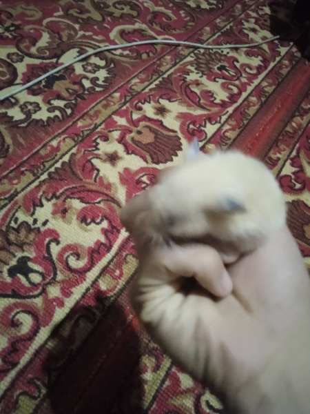 Xomyak djfjfkudhyhd