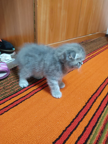 Котята Скоттиш фолд - Scottish Fold