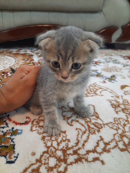 Продаются котята
